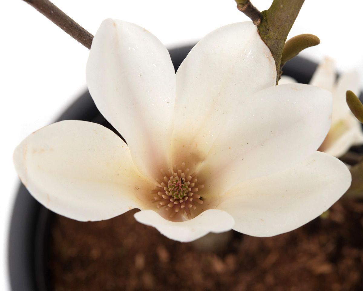 Magnolie Jade Lamp - Magnolia Jade Lamp günstig kaufen