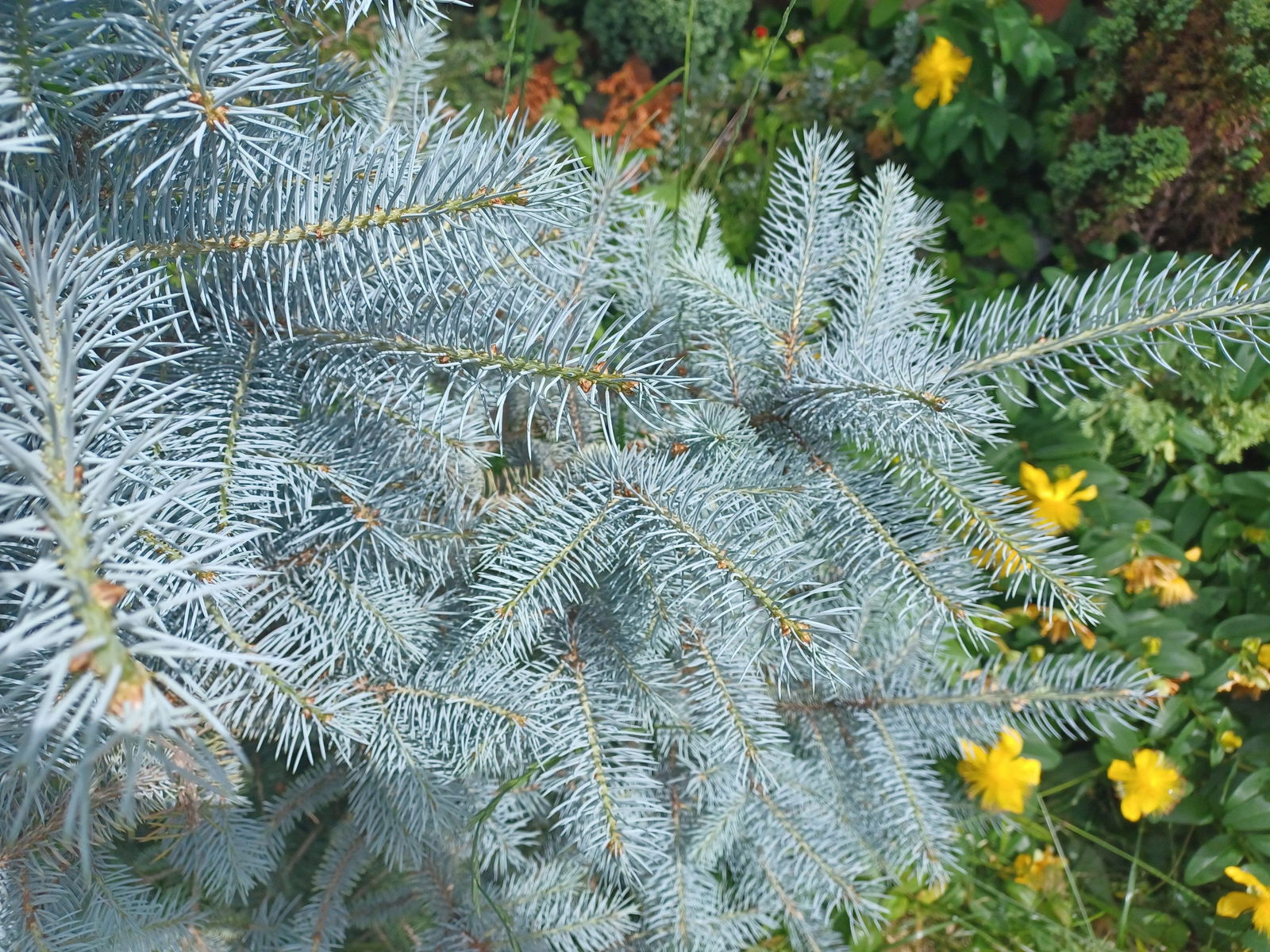 Blaufichte Blue Diamond - Picea pungens Blue Diamond günstig kaufen