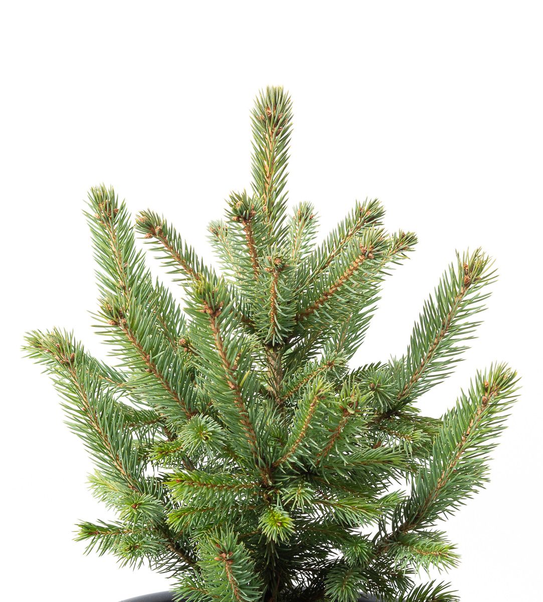 Blaufichte Super Blue - Picea pungens Super Blue günstig kaufen