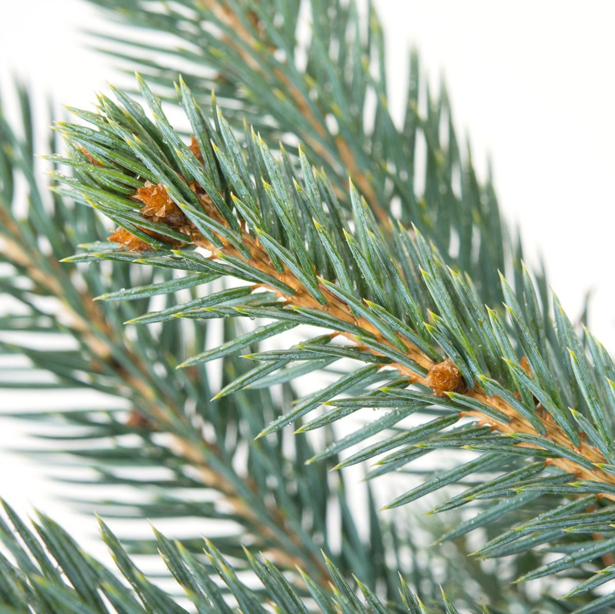 Blaufichte Super Blue - Picea pungens Super Blue günstig kaufen