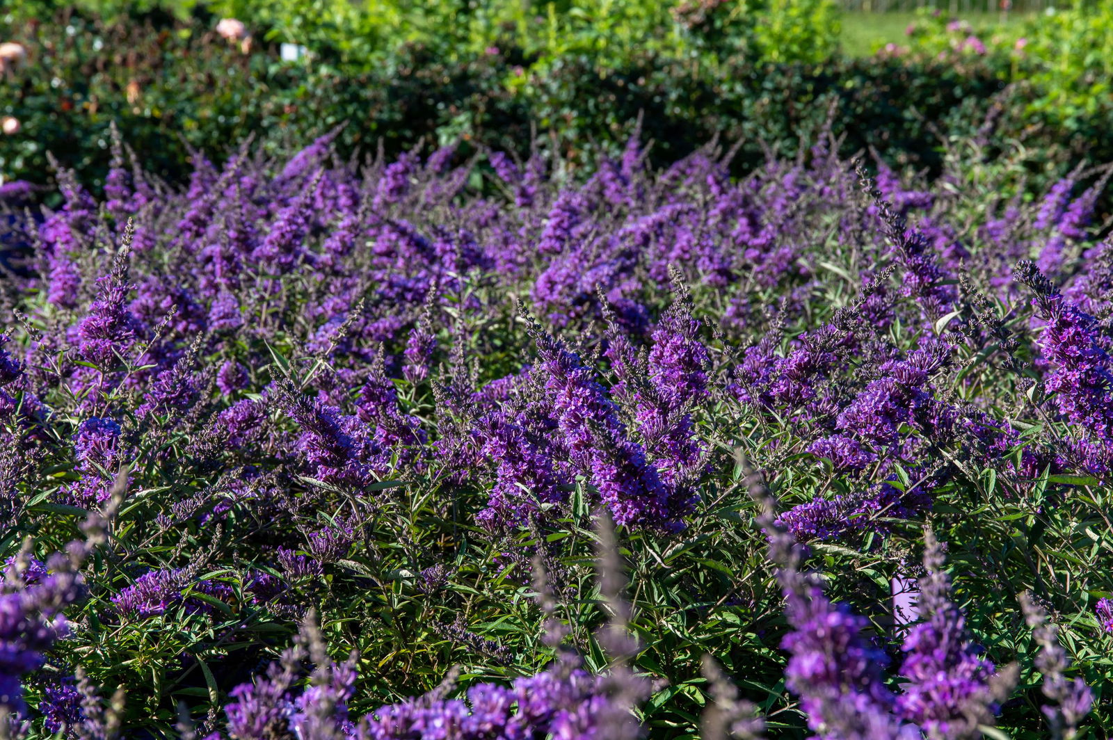 Zwerg-Sommerflieder Summer Lounge ®, violett - Buddleja davidii Summer ...