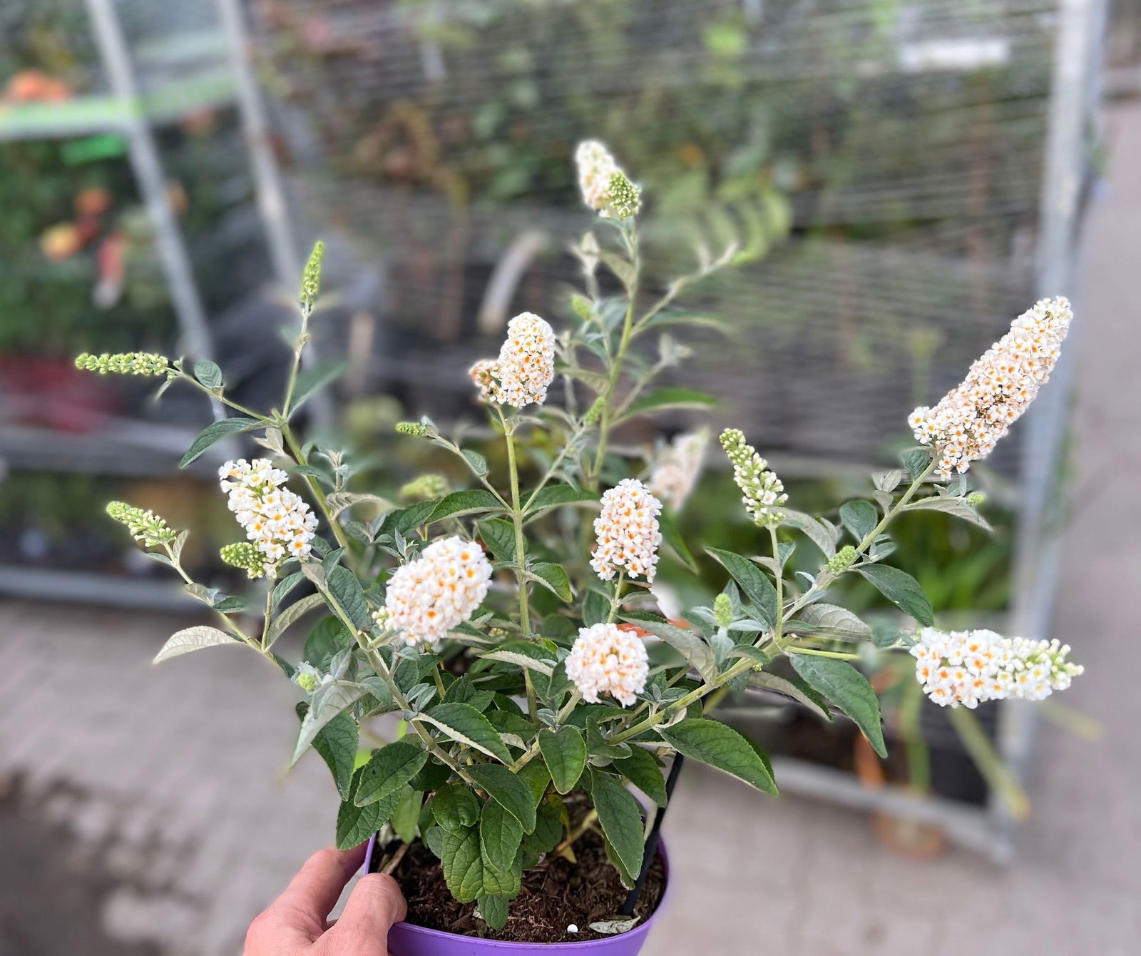 Zwerg Sommerflieder Butterfly Candy Little White - Buddleja Davidii ...