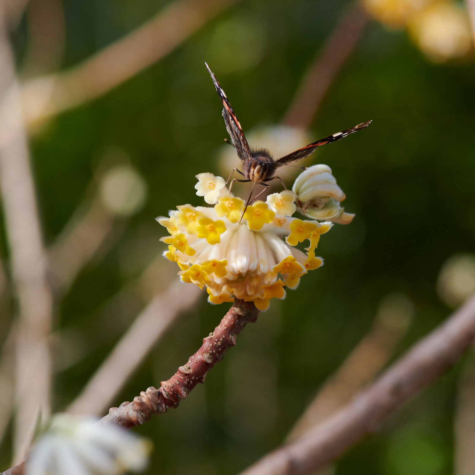 Japanischer Papierbusch Grandiflora - Edgeworthia chrysantha ...