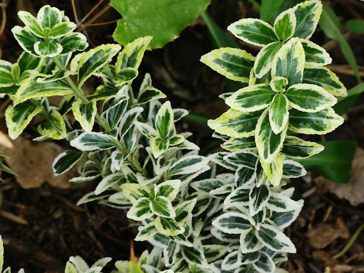 Japanspindel White Spire - Euonymus japonicus White Spire günstig kaufen