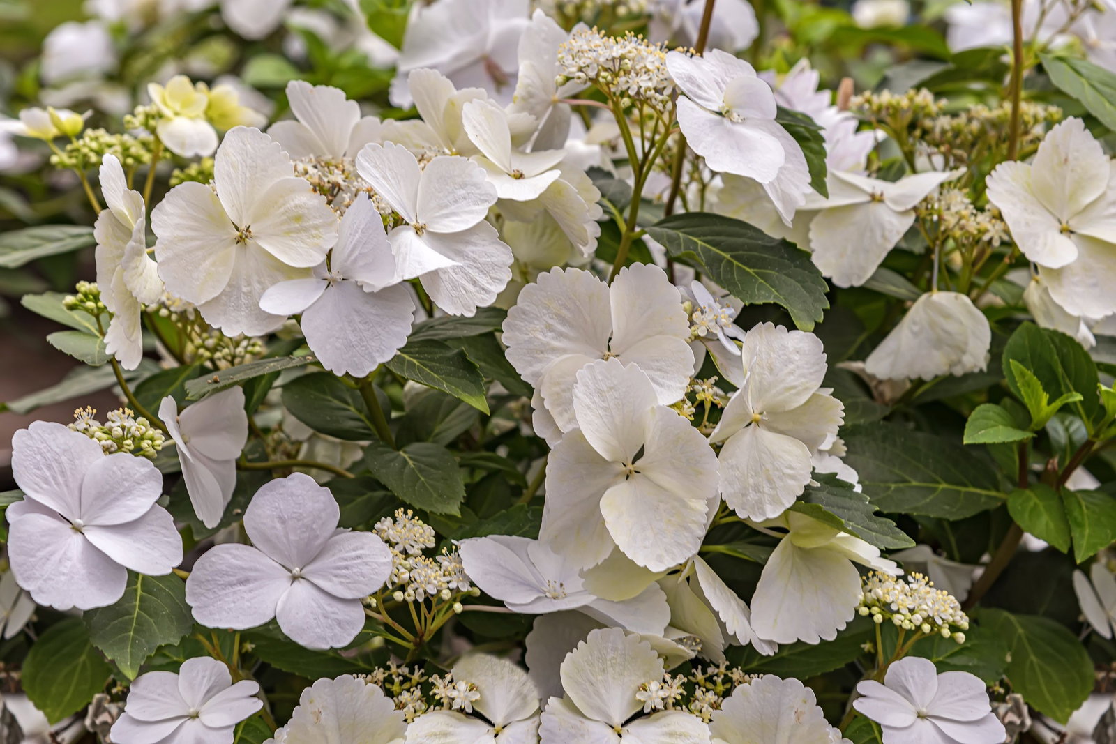 Hortensie Runaway Bride® - Hydrangea macrophylla Runaway Bride® günstig ...