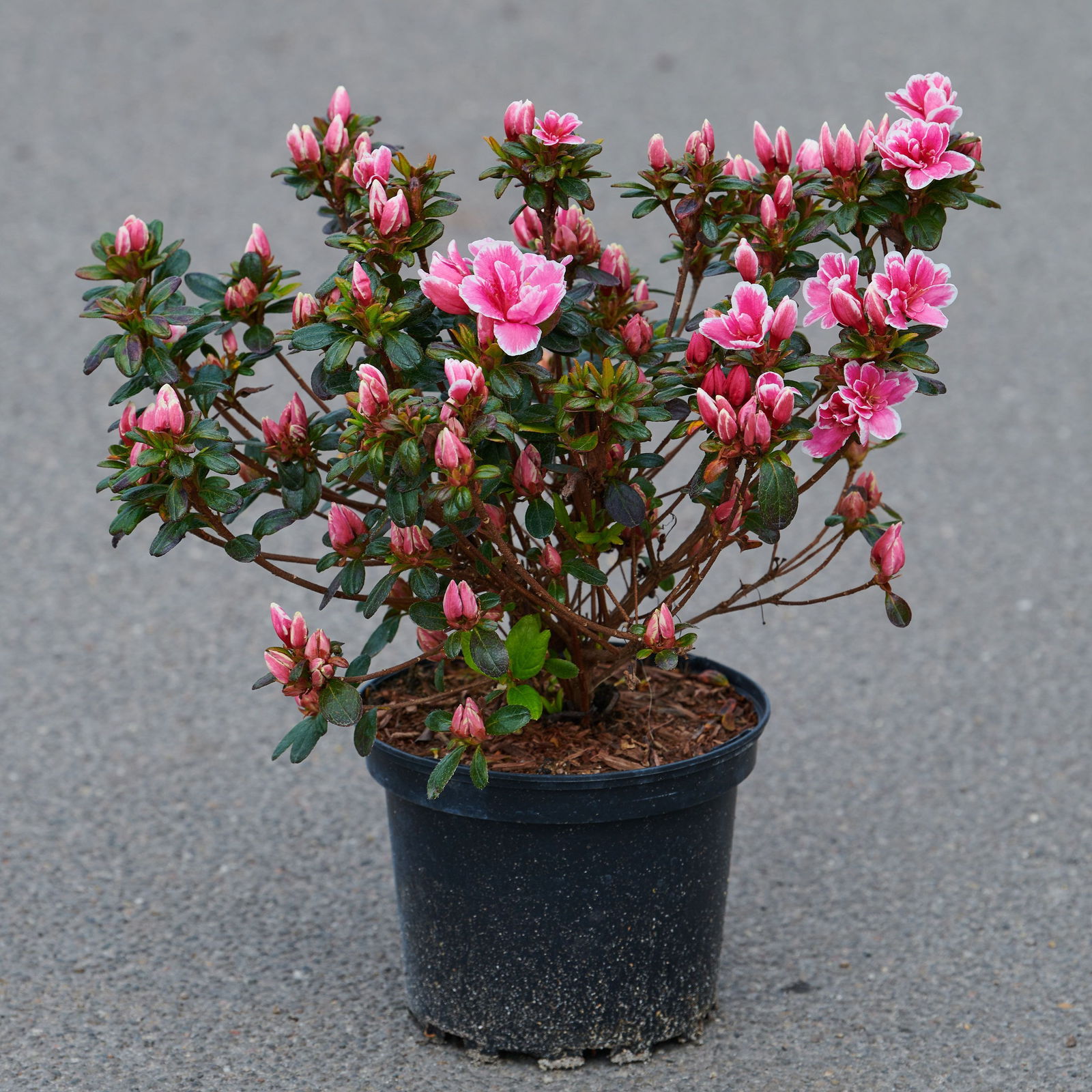 Japanische Azalee Pink Poetry® - Rhododendron obtusum Pink Poetry ...