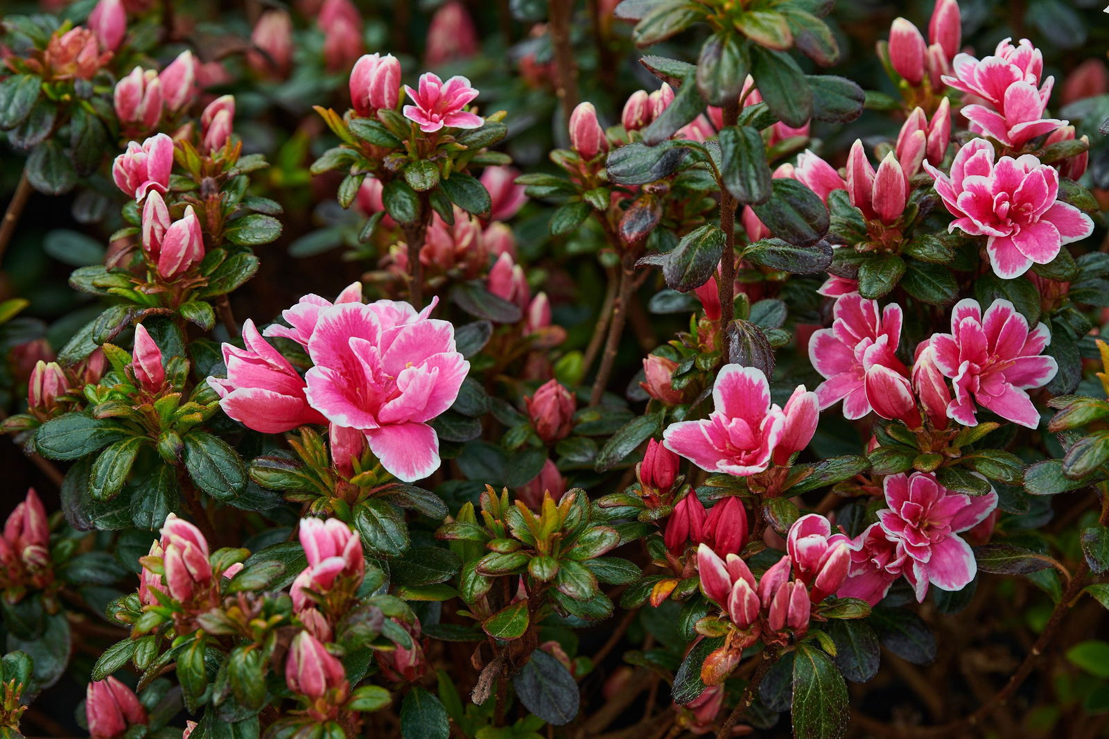 Japanische Azalee Pink Poetry® - Rhododendron obtusum Pink Poetry ...