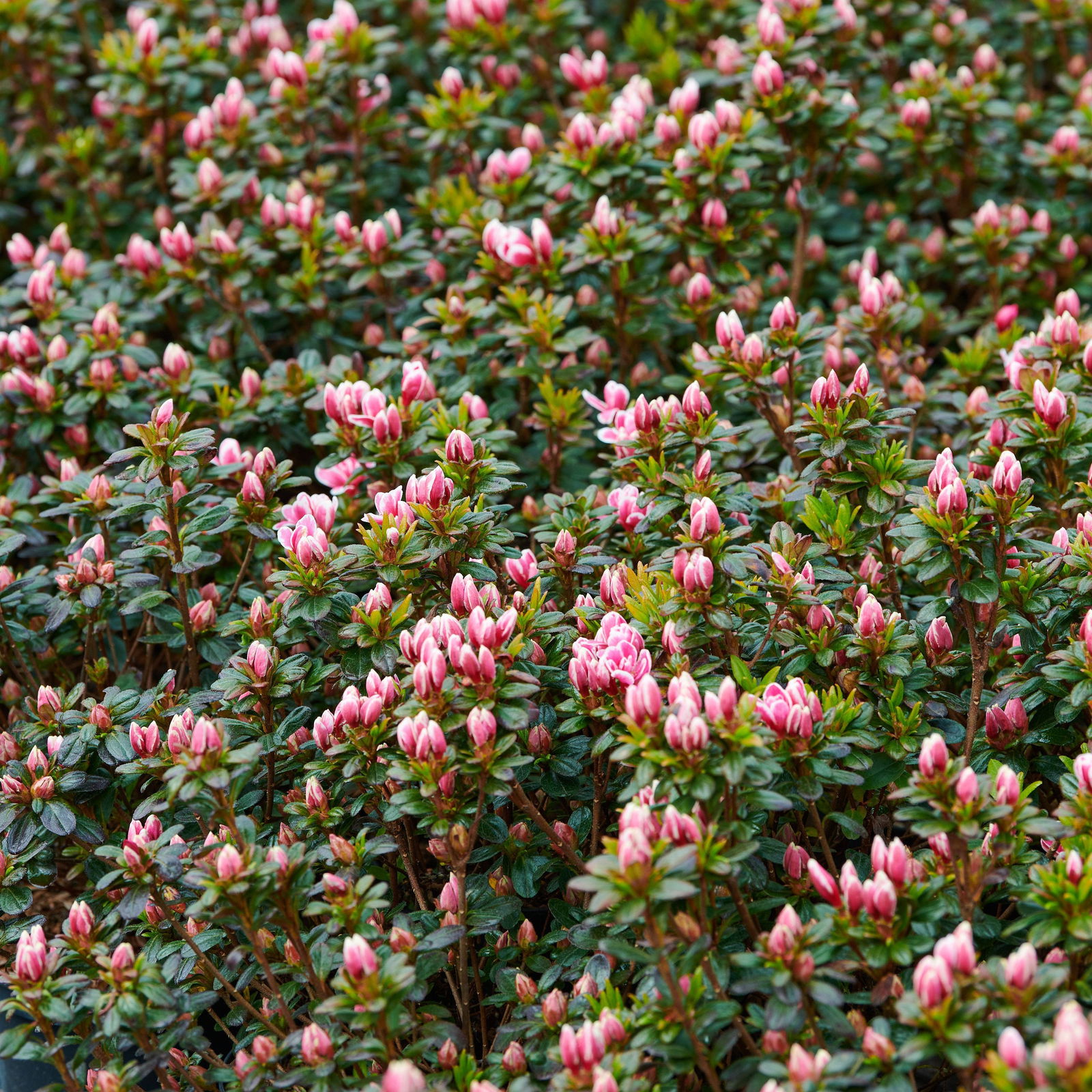 Japanische Azalee Pink Poetry® - Rhododendron obtusum Pink Poetry ...