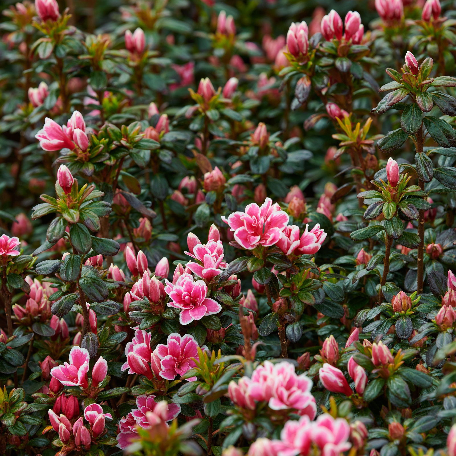 Japanische Azalee Pink Poetry® - Rhododendron obtusum Pink Poetry ...