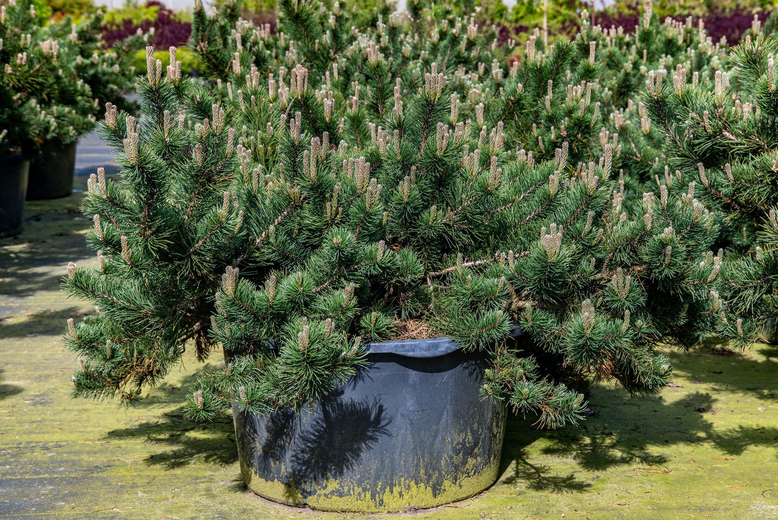 Flache Zwerg-Kiefer Krauskopf - Pinus mugo Krauskopf günstig kaufen