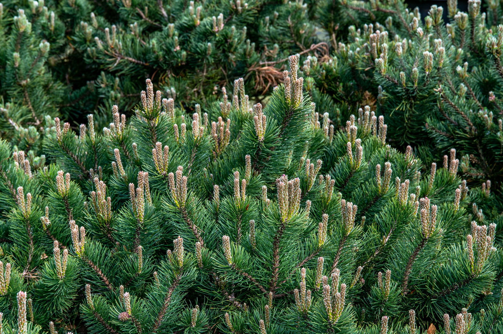 Flache Zwerg-Kiefer Krauskopf - Pinus mugo Krauskopf günstig kaufen