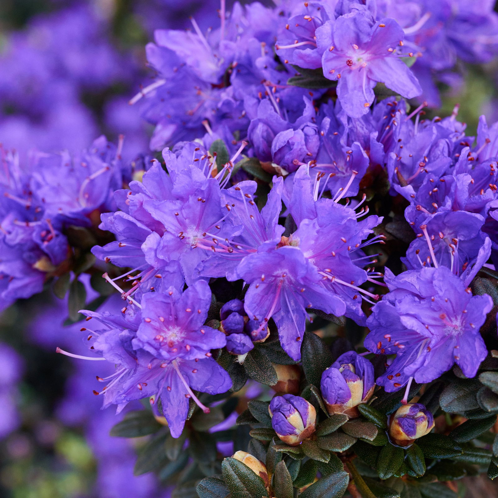 Rhododendron Purple Pillow - Rhododendron russatum Purple Pillow ...