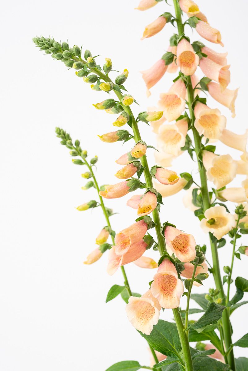 Garten-Fingerhut - Digitalis purpurea Dalmatian Peach günstig kaufen