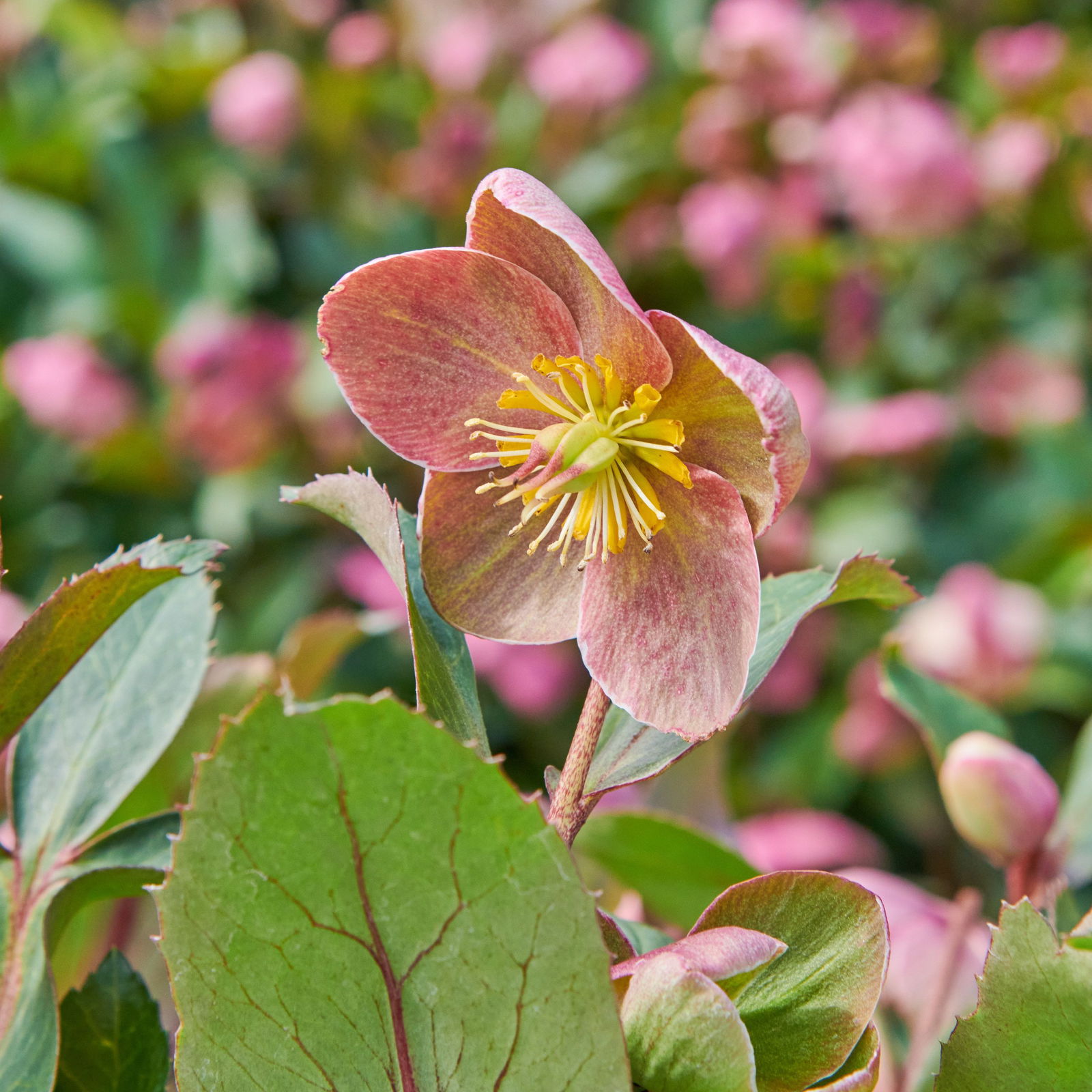 Schneerose Gold Collection Pink Frost - Helleborus Gold Collection Pink ...