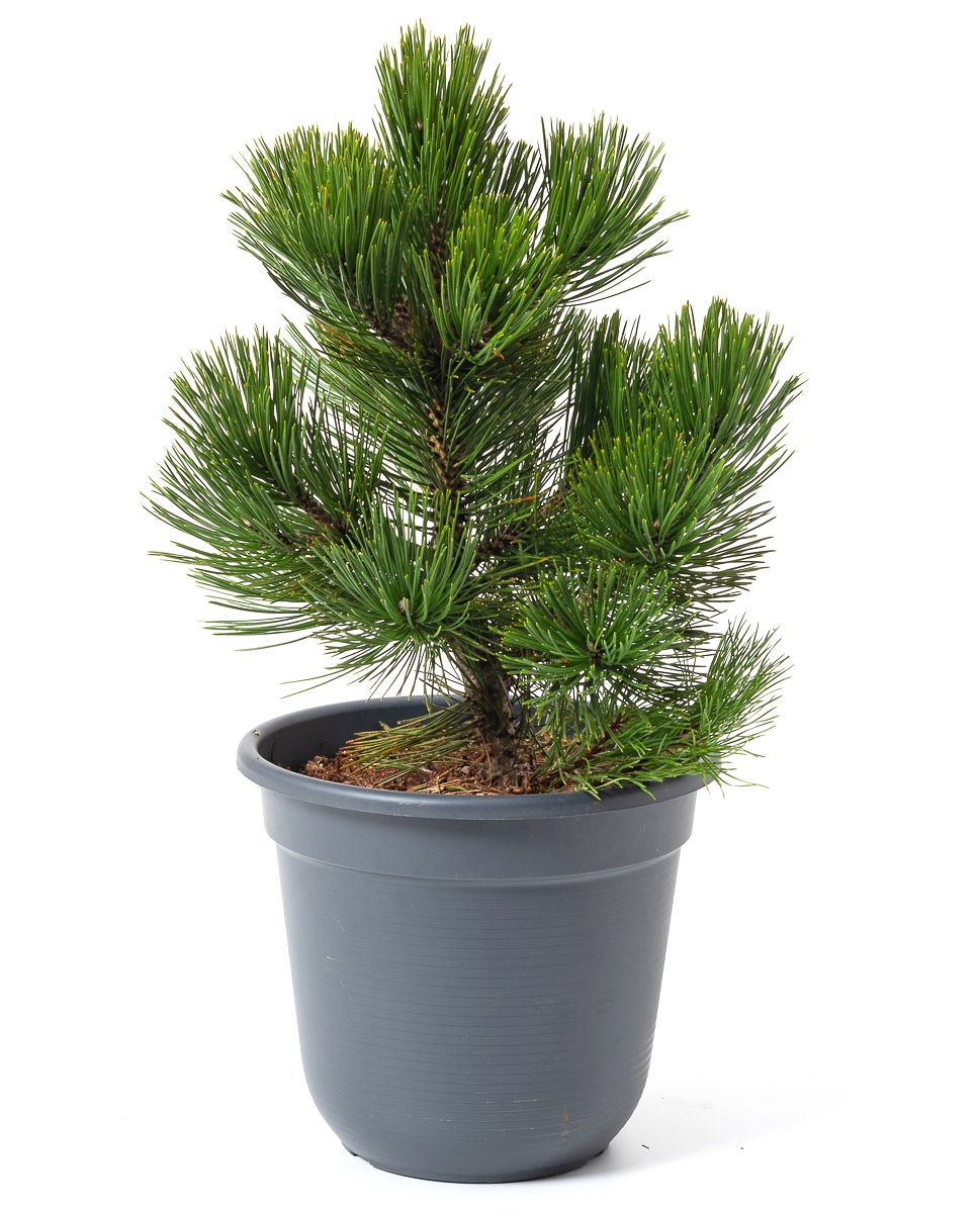 Pinus leucodermis Malinki - Pinus leucodermis Malinki günstig online kaufen