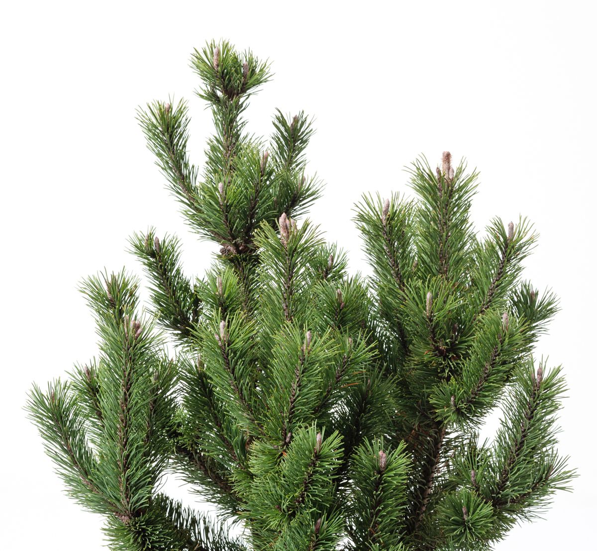 Pinus mugo Noack - Pinus mugo Noack günstig kaufen