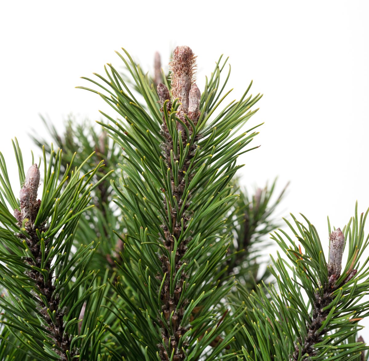 Pinus mugo Noack - Pinus mugo Noack günstig kaufen