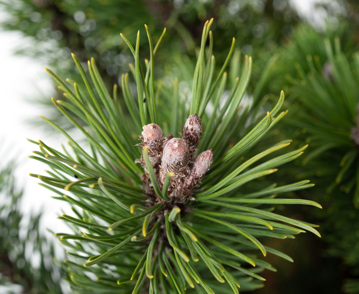 Pinus mugo Noack - Pinus mugo Noack günstig kaufen