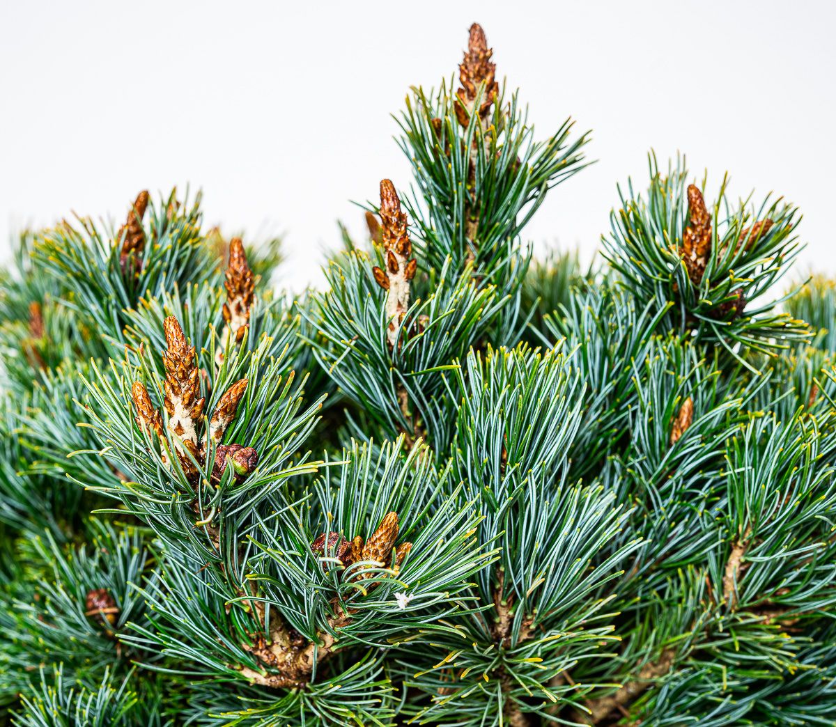 Mädchenkiefer Kusu Dama - Pinus parviflora Kusu Dama günstig kaufen