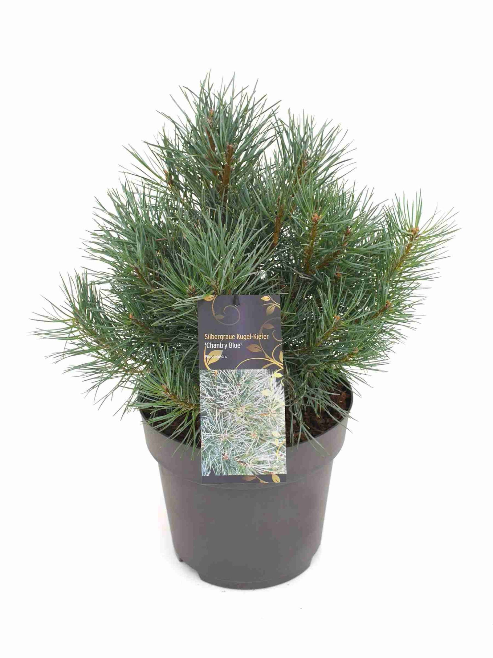 Zwergkiefer Chantry Blue - Pinus sylvestris Chantry Blue günstig kaufen