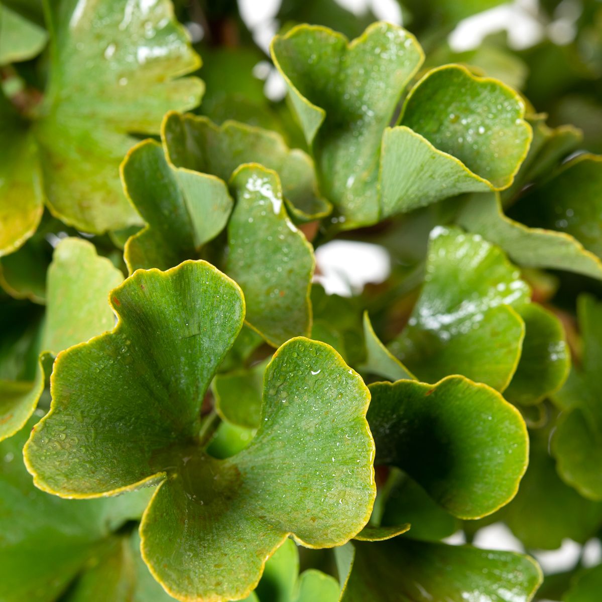 Ginkgo biloba Troll Select - Ginkgo biloba Troll Select günstig kaufen