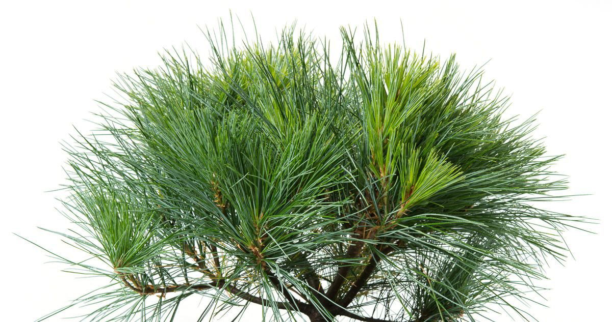 Pinus strobus Nana Compacta - Pinus strobus Nana Compacta günstig kaufen