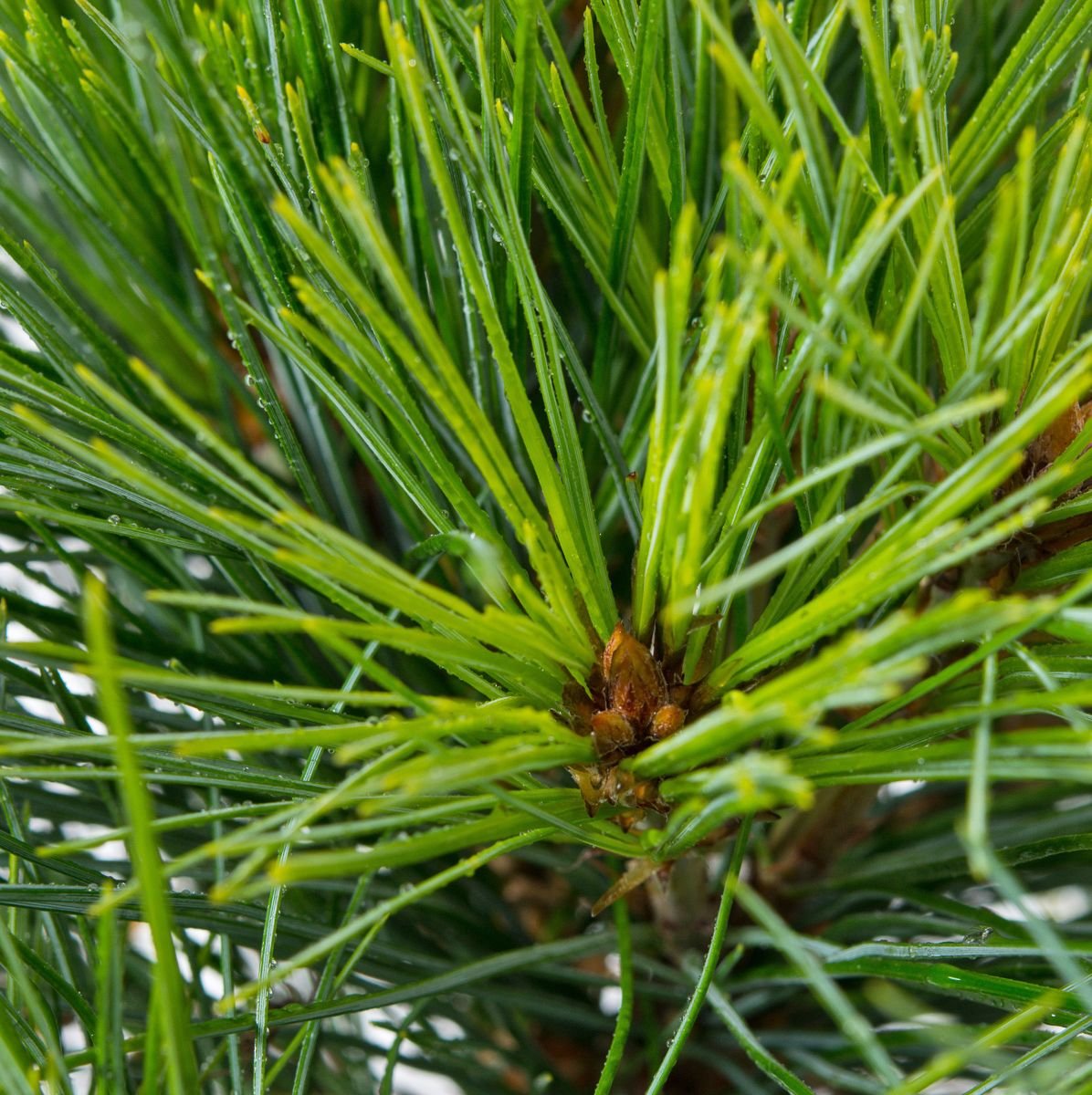 Pinus strobus Nana Compacta - Pinus strobus Nana Compacta günstig kaufen