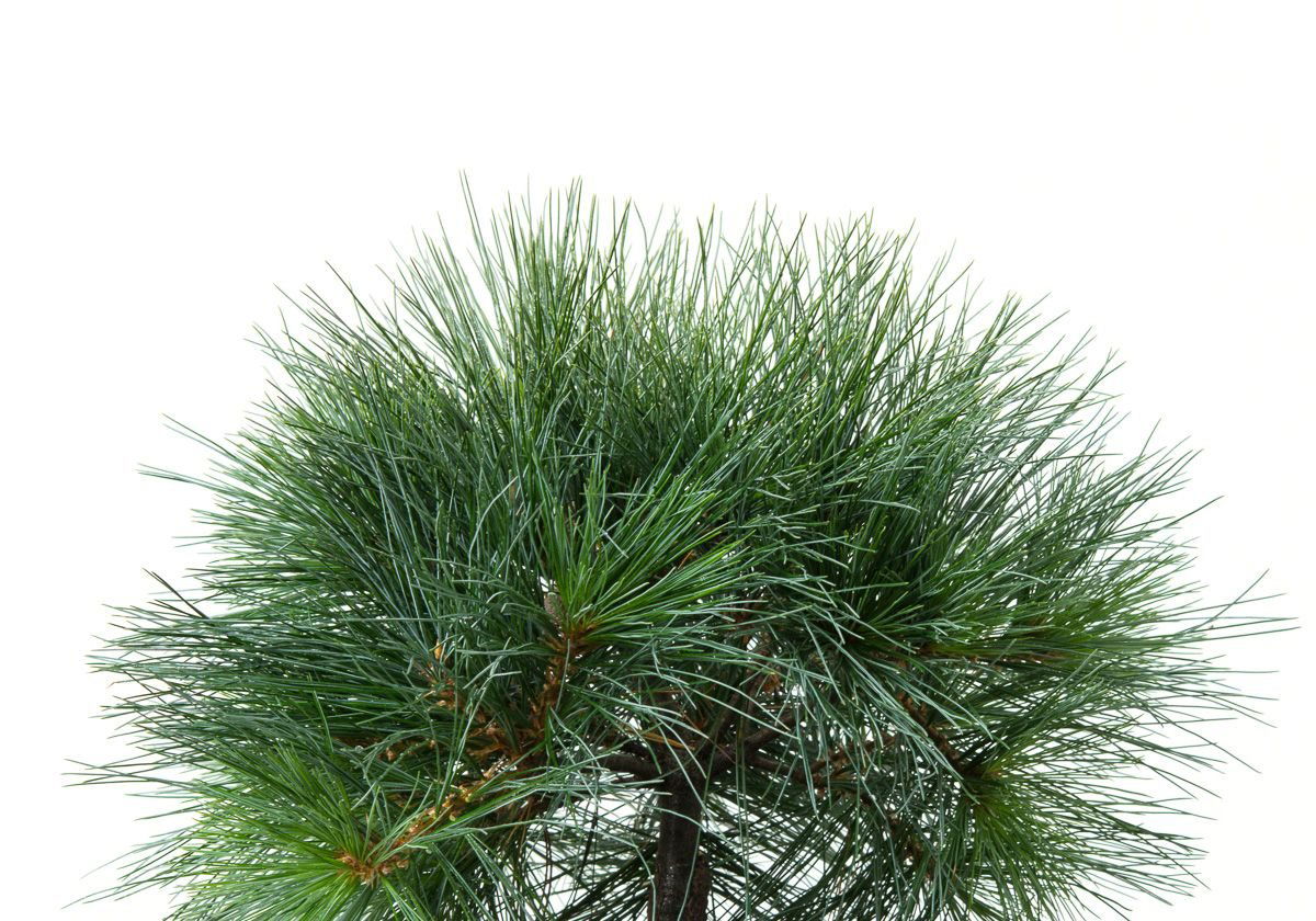 Weymouths-Kiefer - Pinus strobus günstig kaufen