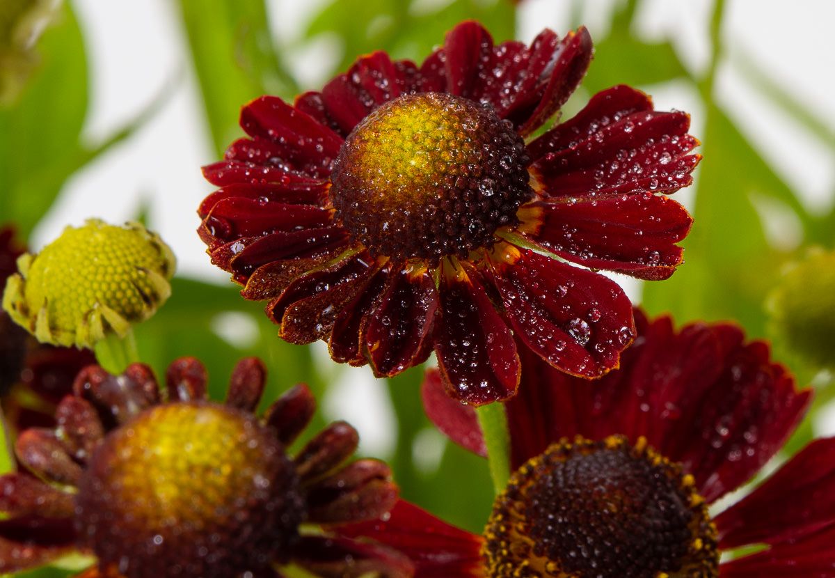Sonnenbraut Salsa - Helenium autumnale Mariachi Salsa günstig kaufen