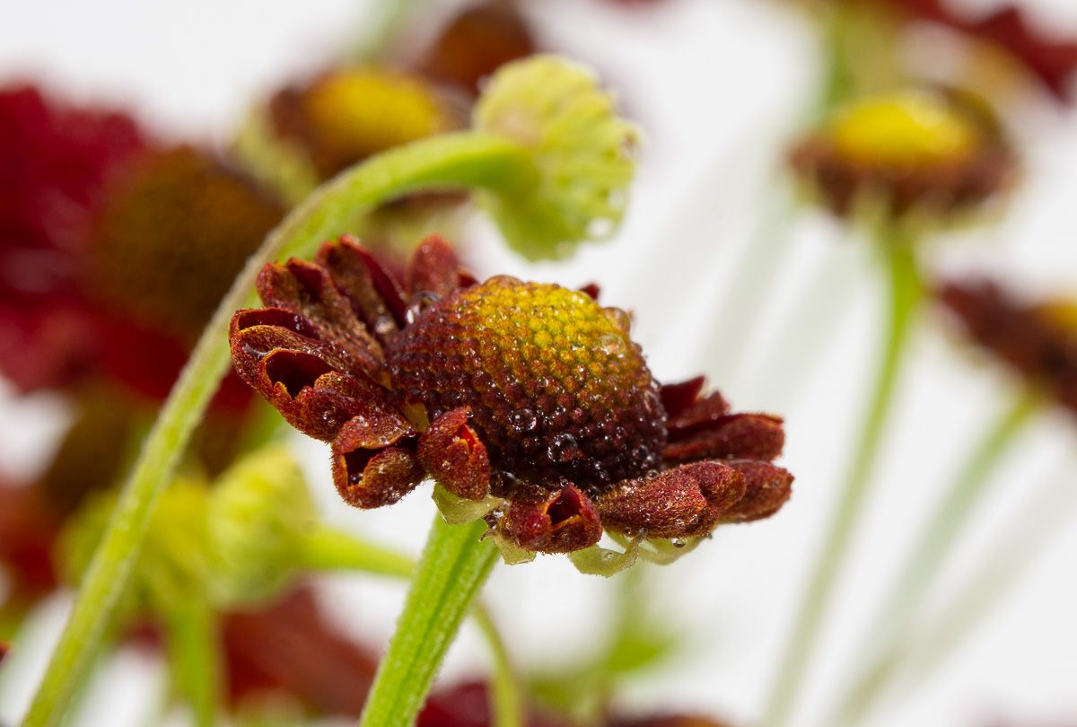 Sonnenbraut Salsa - Helenium autumnale Mariachi Salsa günstig kaufen