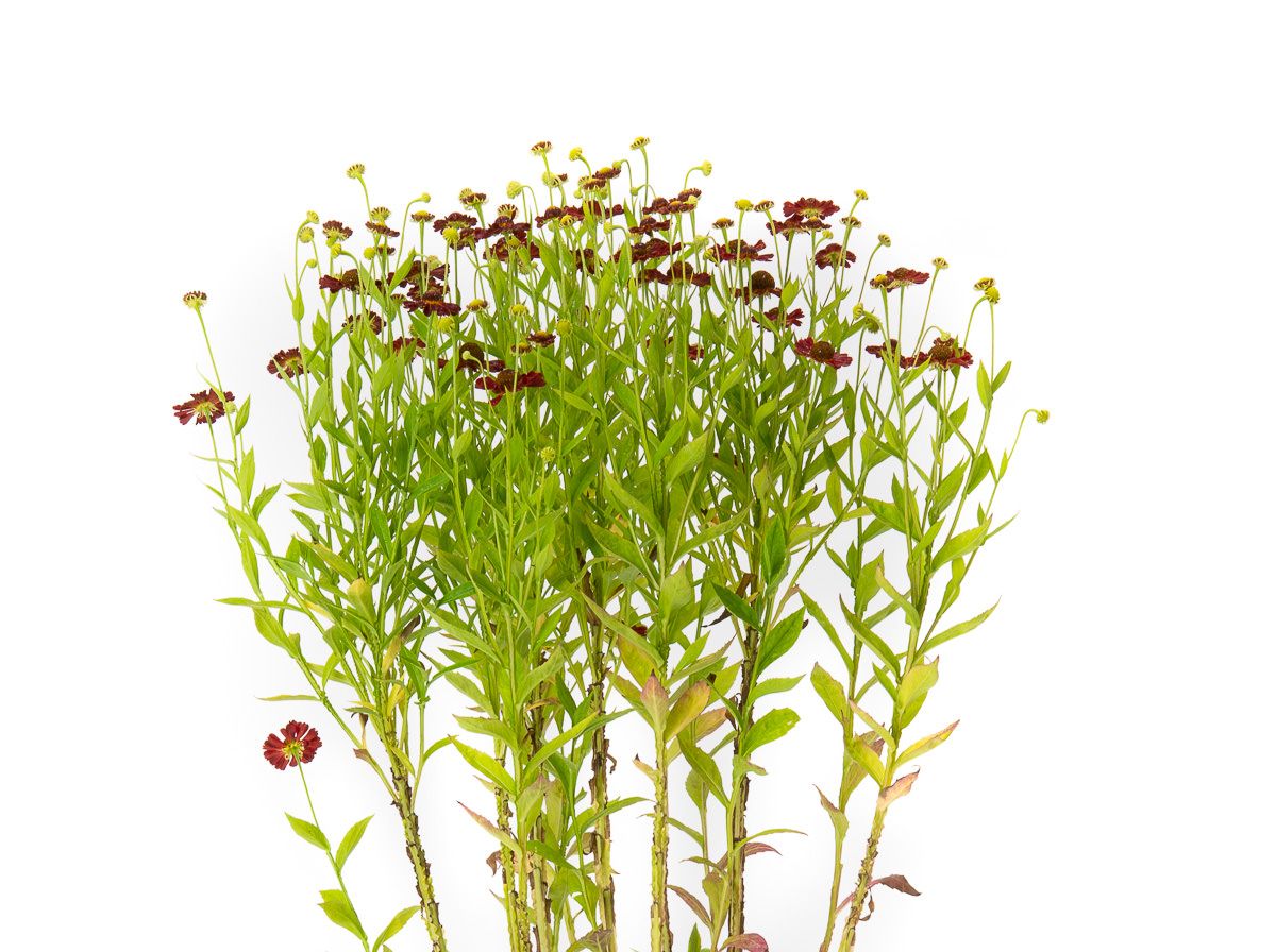 Sonnenbraut Salsa - Helenium autumnale Mariachi Salsa günstig kaufen