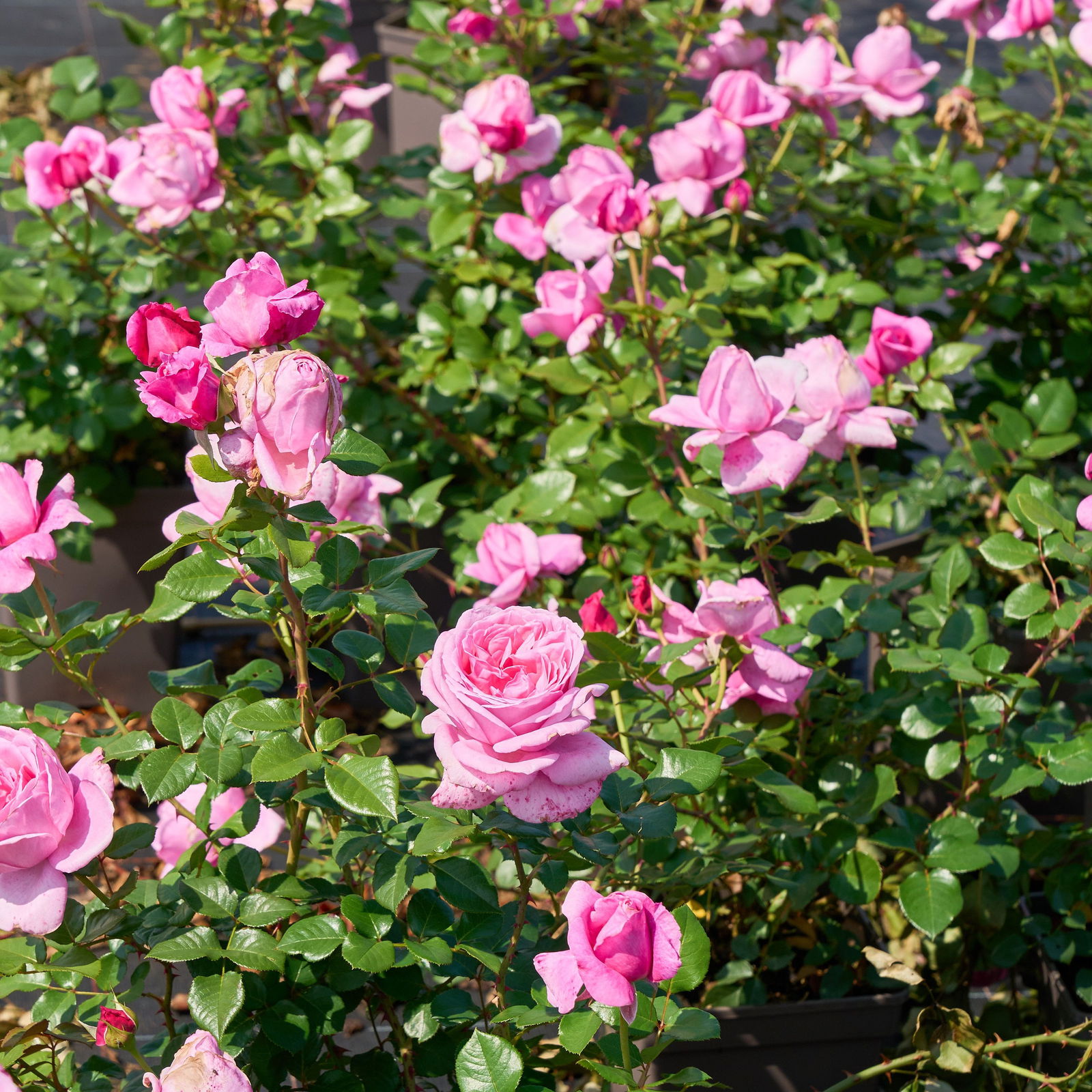 Rose Kiss Me Kate - Rosa Kiss Me Kate günstig kaufen