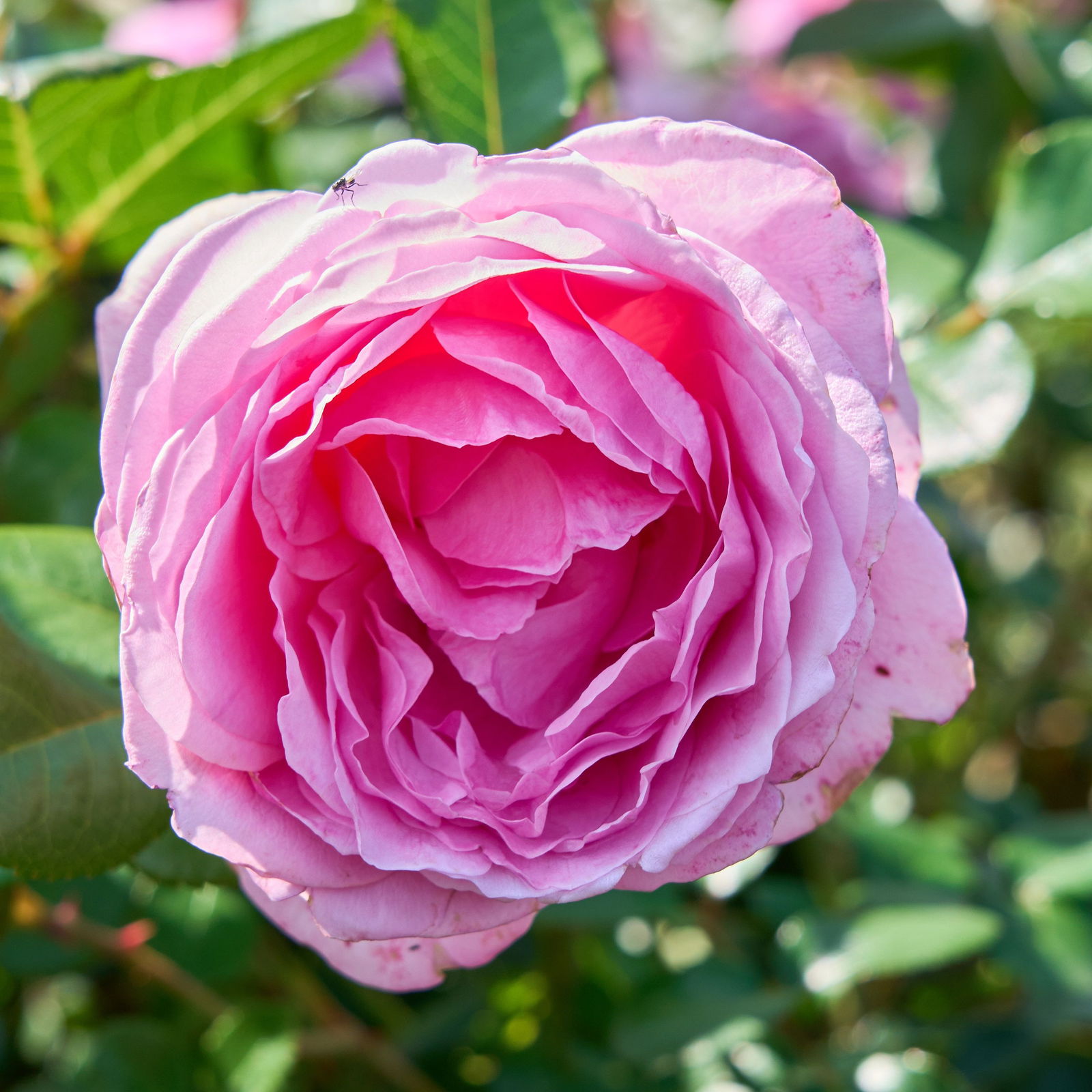 Rose Kiss Me Kate - Rosa Kiss Me Kate günstig kaufen