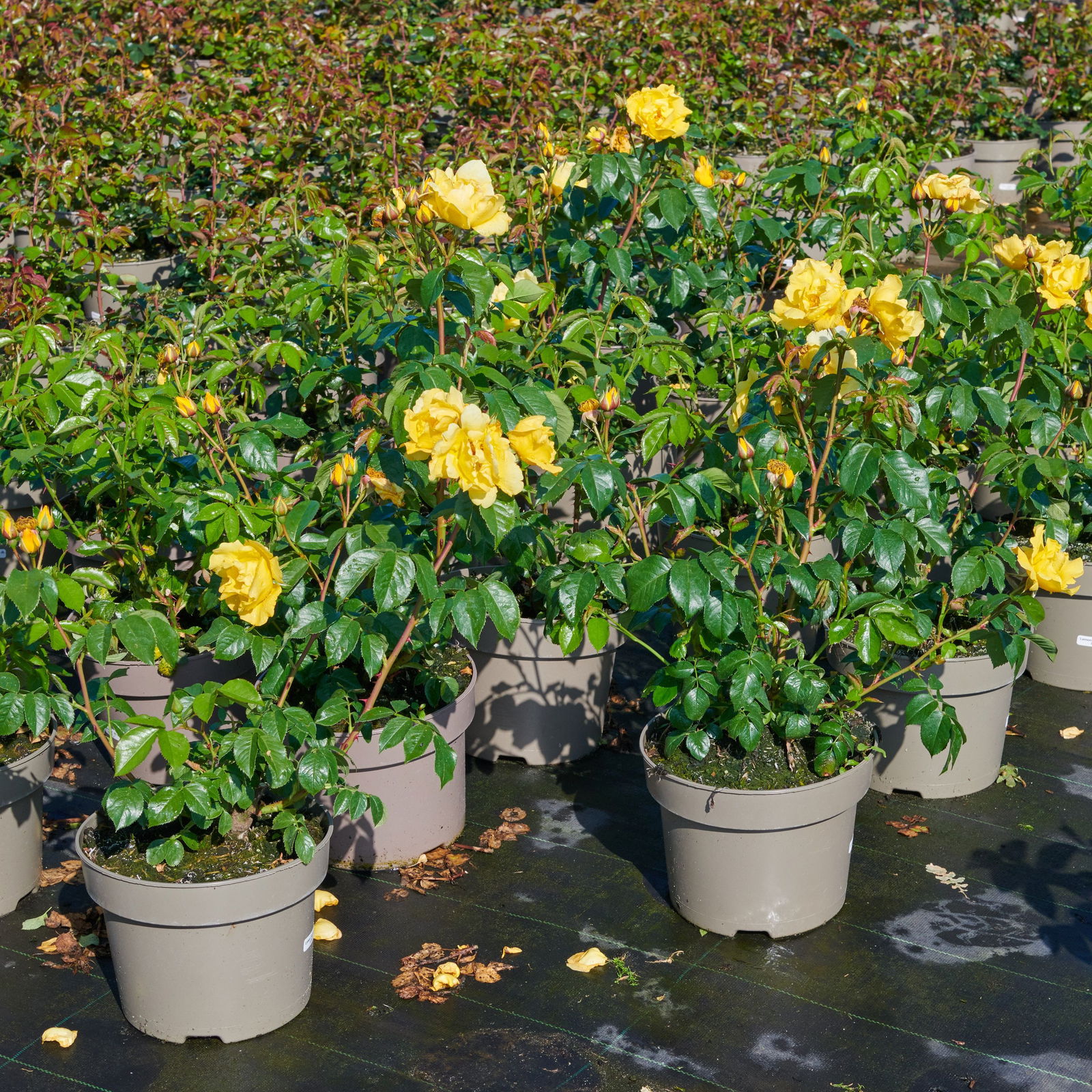 Rose Lemon Fizz - Rosa Lemon Fizz günstig kaufen