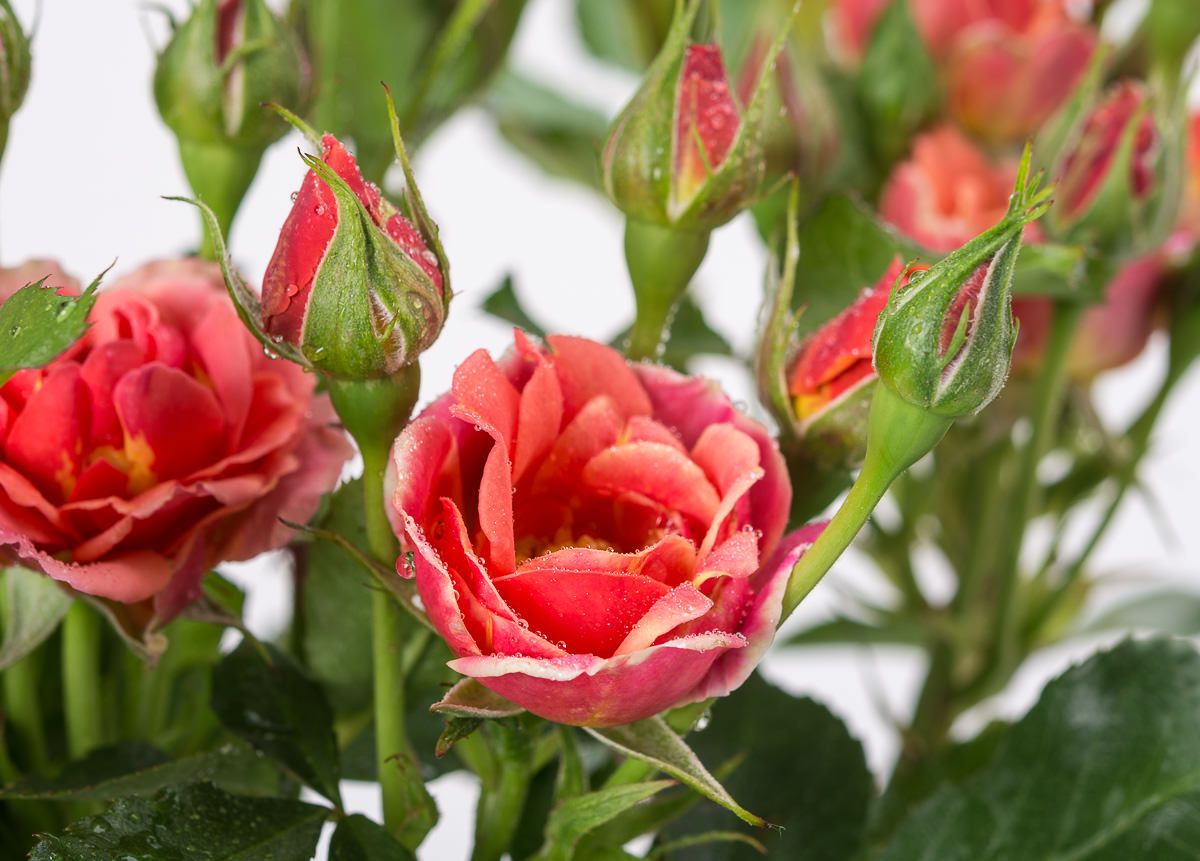 Rosa Mandarin 2016 - Rosa Mandarin 2016 günstig kaufen