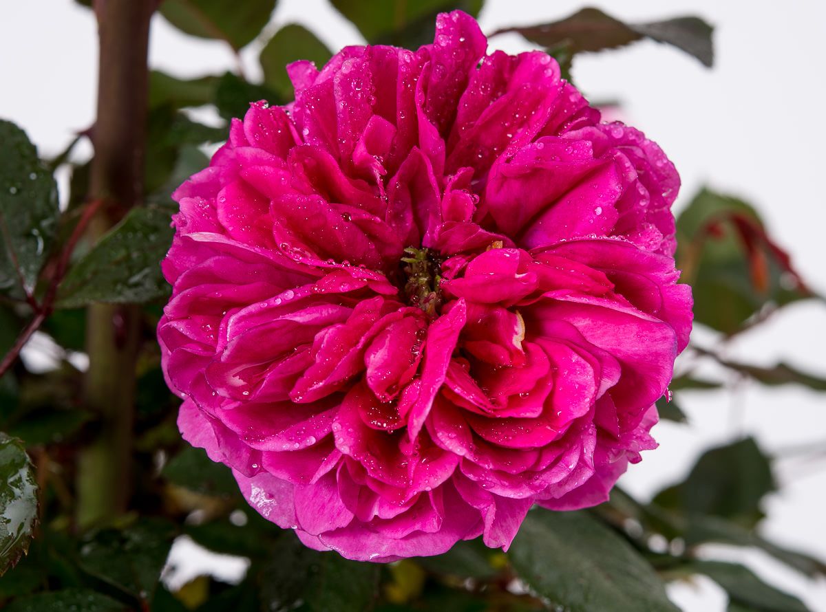 Rose Natalie Renaissance - Rose Natalie Renaissance günstig kaufen