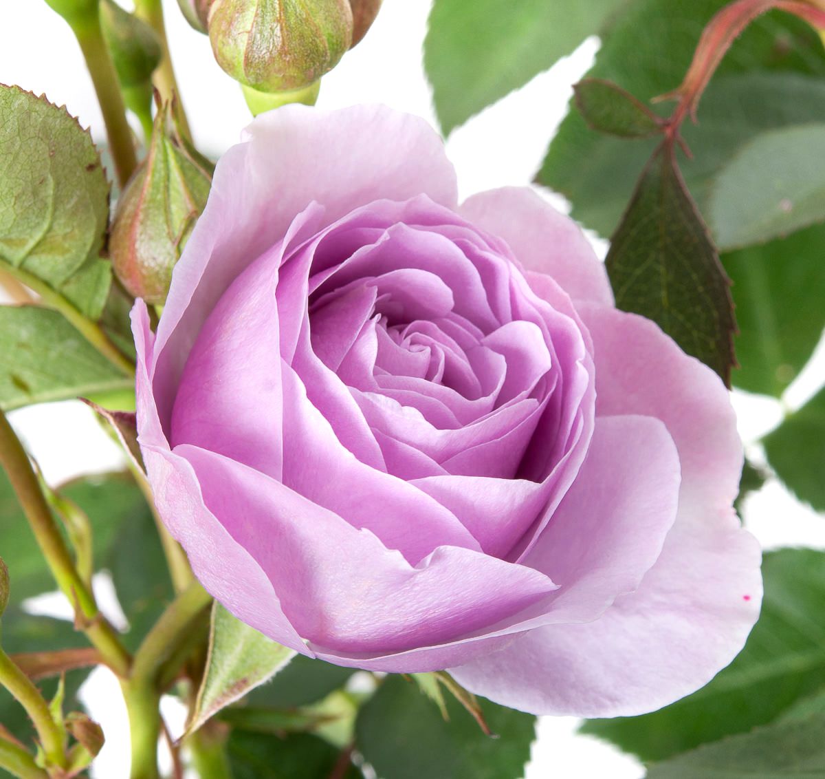 Rose Nautica® - Rosa Nautica® günstig kaufen