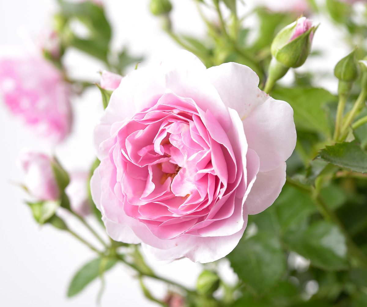 Rose Nautica® - Rosa Nautica® günstig kaufen