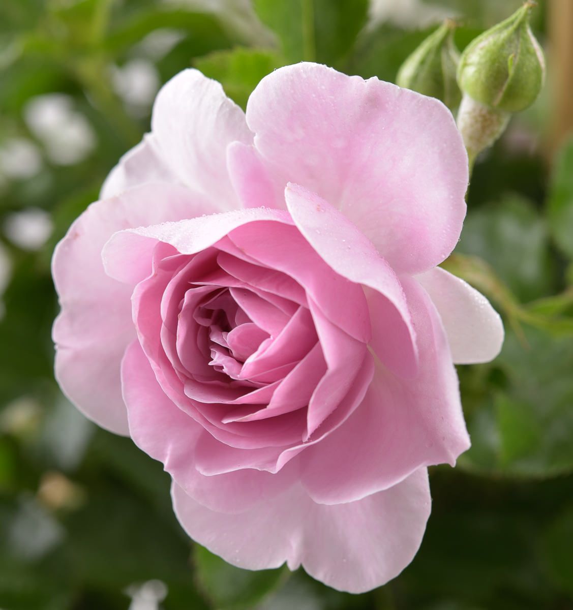 Rose Nautica® - Rosa Nautica® günstig kaufen