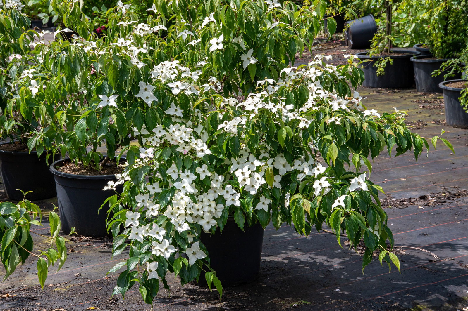 Japanischer Blumenhartriegel Bultinck's Giant Flower - Cornus kousa ...