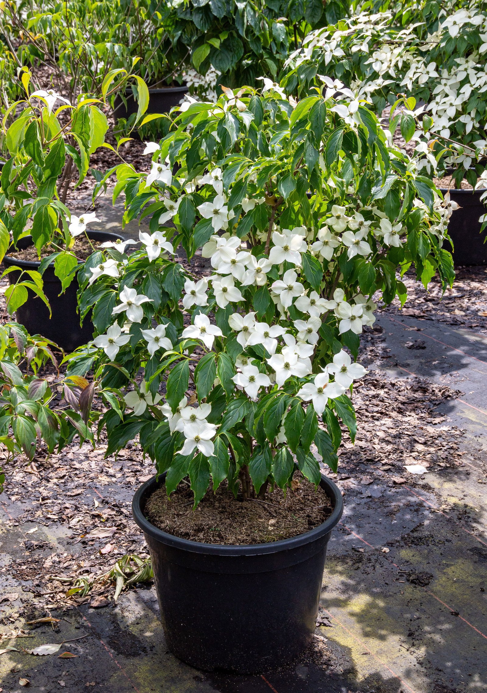 Japanischer Blumenhartriegel Kaufen