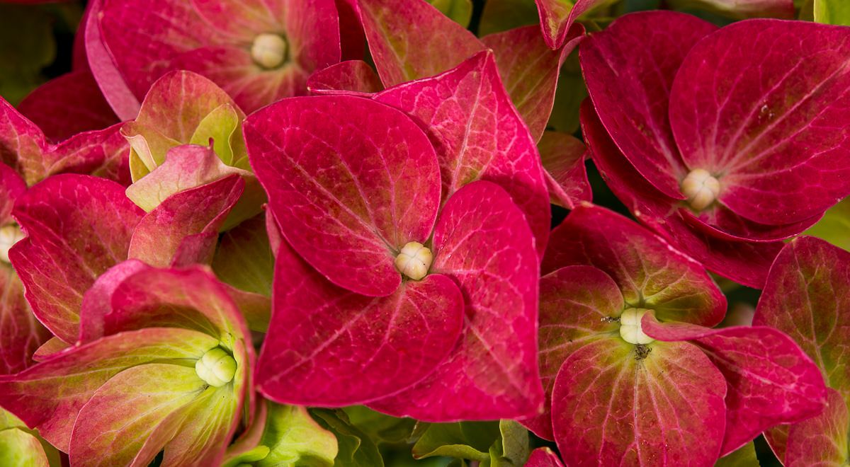 Hortensie Magical ® Ruby Tuesday ® Rot - Hydrangea macrophylla Magical ...