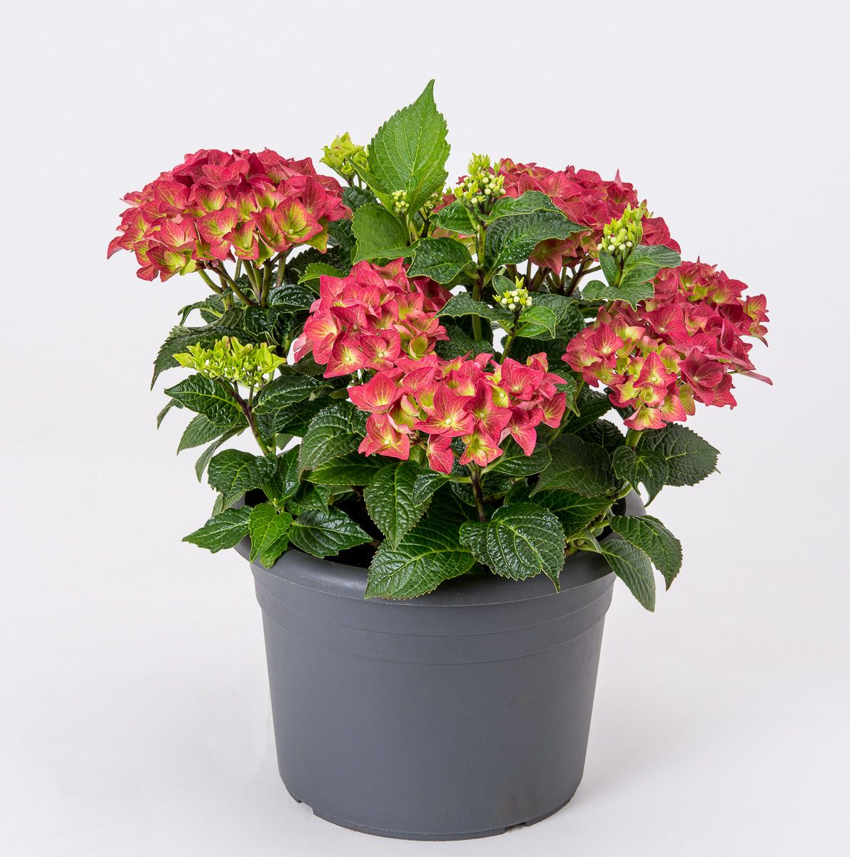Hortensie Magical ® Ruby Tuesday ® Rot - Hydrangea macrophylla Magical ...