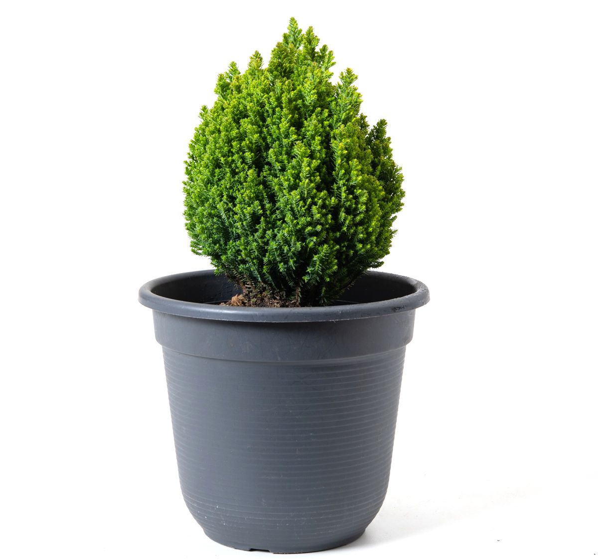 Chamaecyparis lawsoniana Ellwood Golden Pillar - Chamaecyparis ...