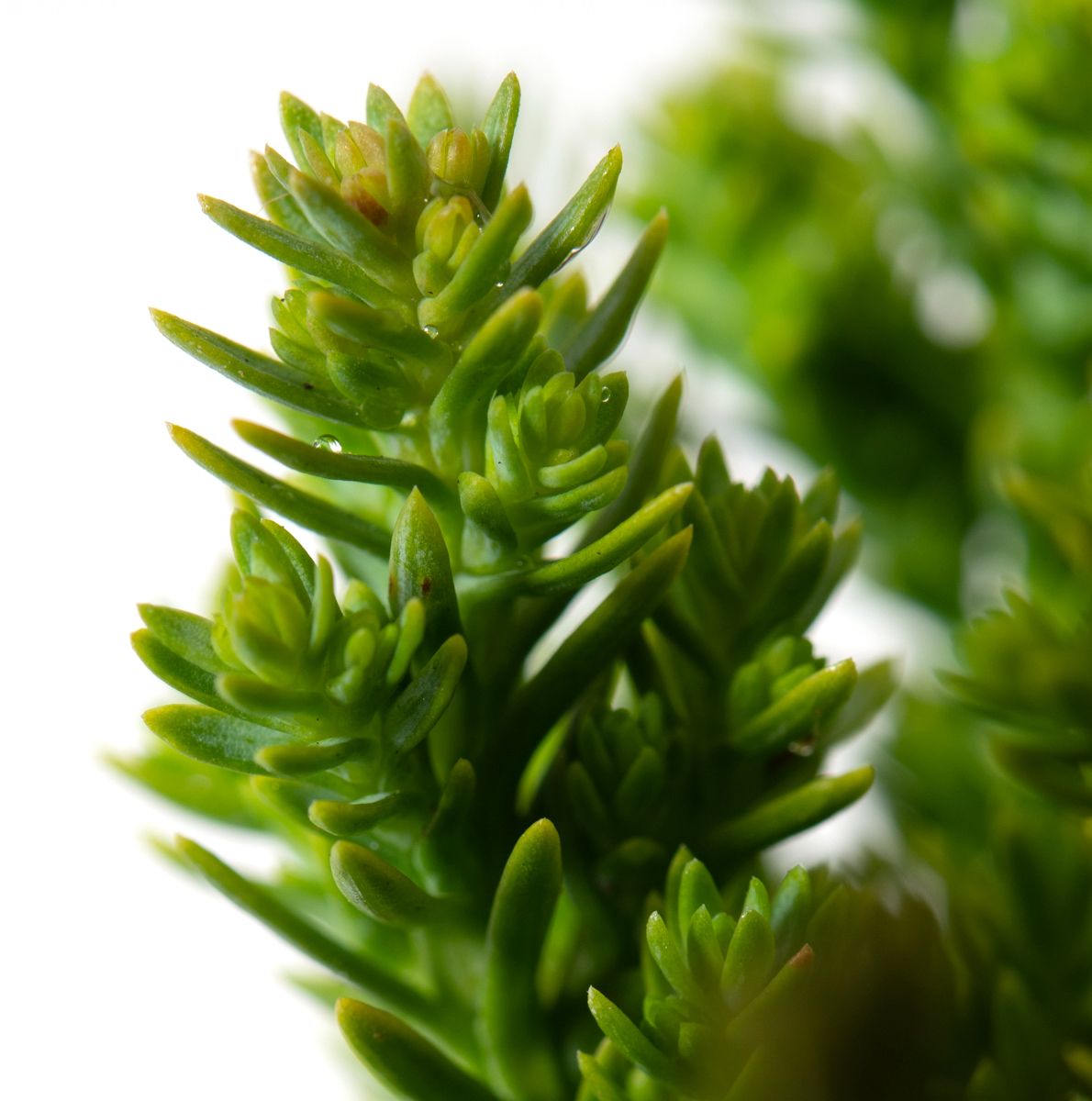 Chamaecyparis lawsoniana Ellwood Golden Pillar - Chamaecyparis ...