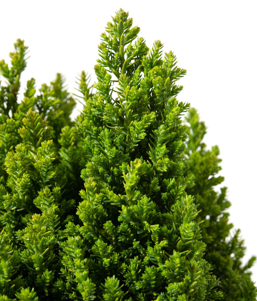 Chamaecyparis lawsoniana Ellwood Golden Pillar - Chamaecyparis ...