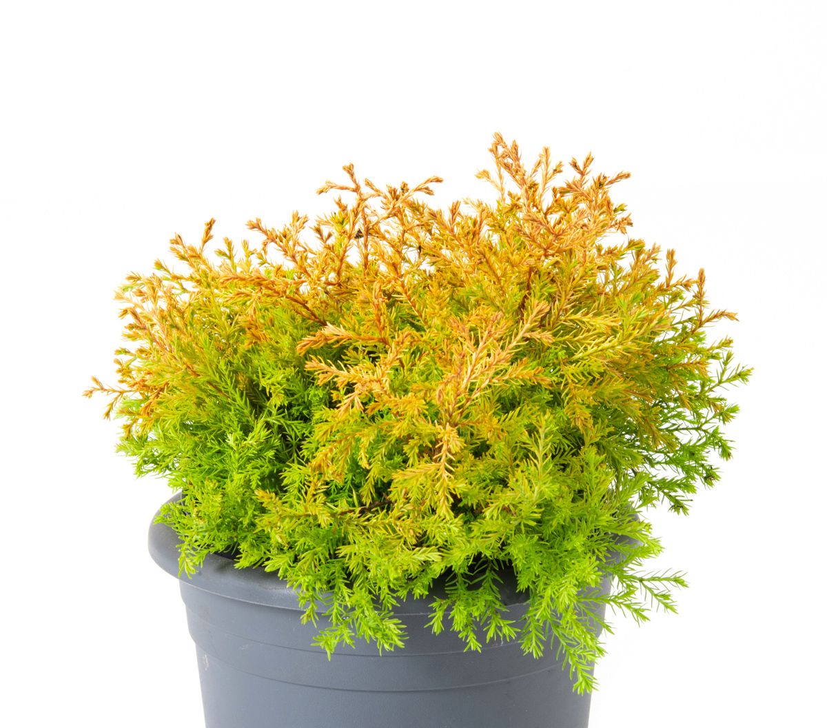 Thuja occidentalis Fire Chief - Thuja occidentalis Fire Chief günstig ...