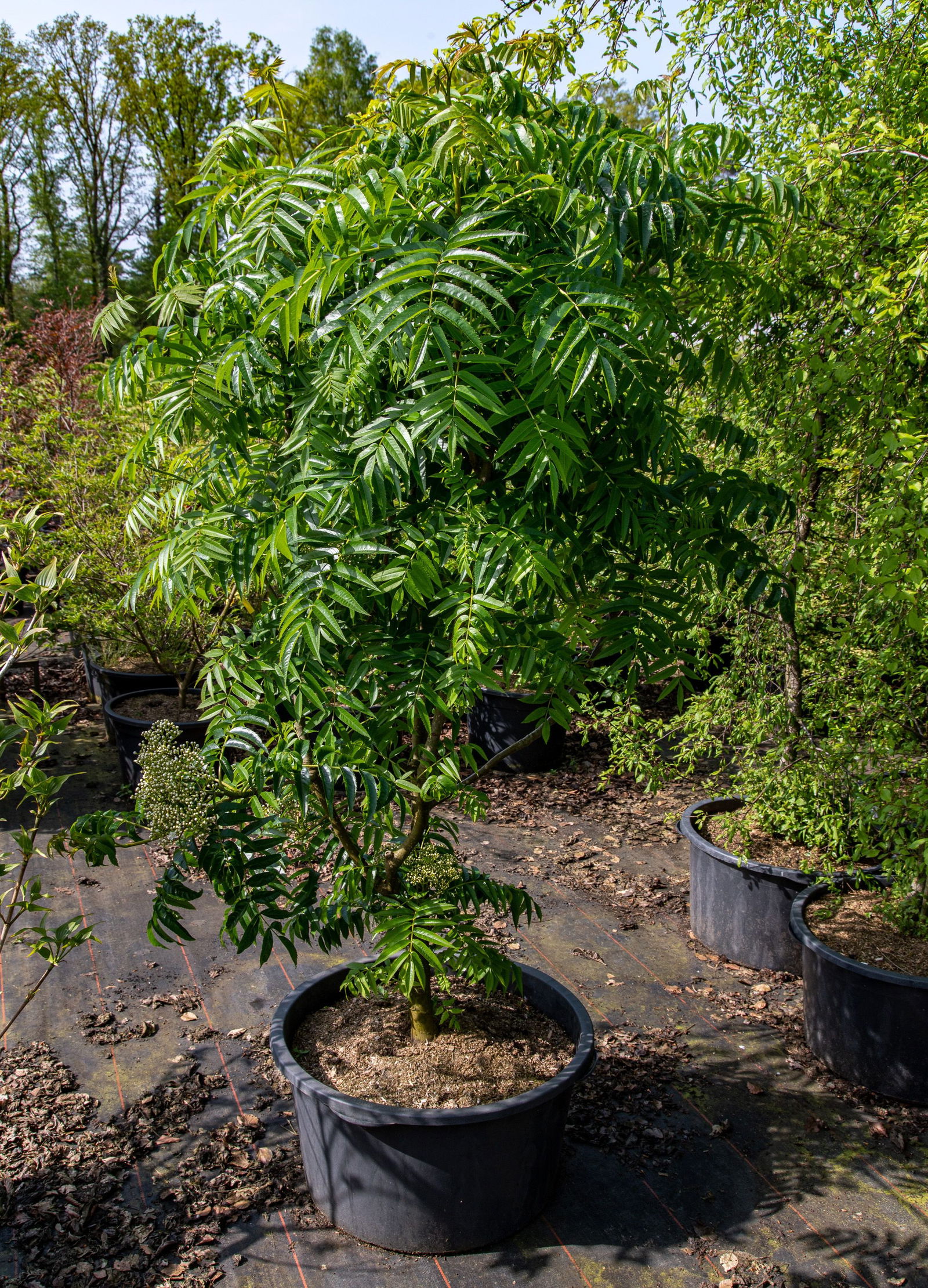 Eberesche Ulong - Sorbus Ulong günstig kaufen