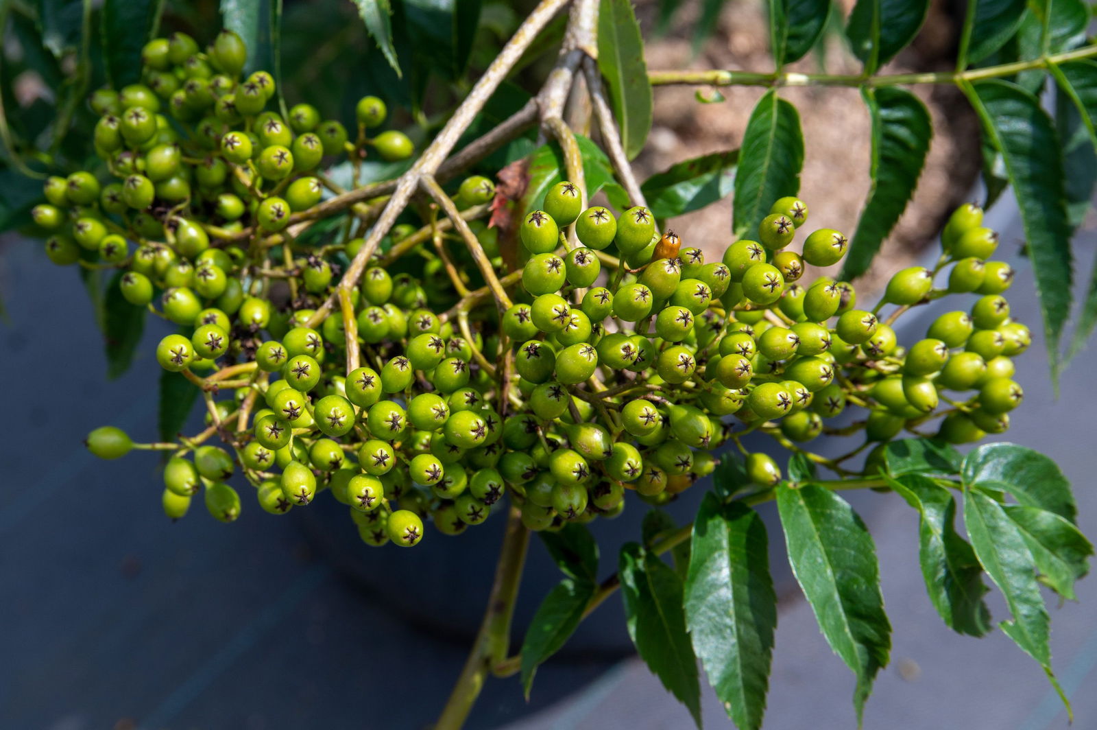 Eberesche Ulong - Sorbus Ulong günstig kaufen