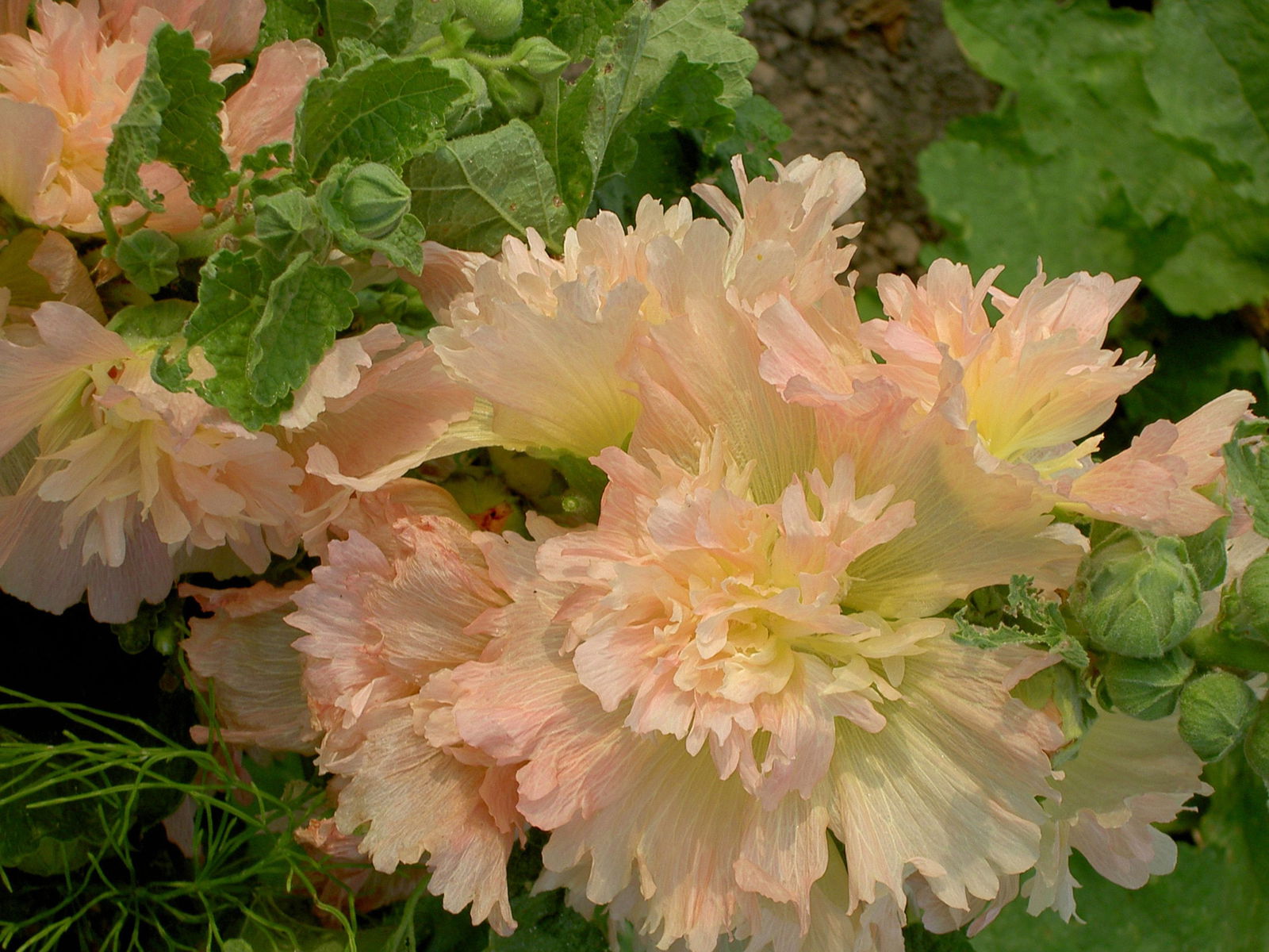 Stockrose Spring Celebrities Apricot - Alcea rosea Spring Celebrities ...